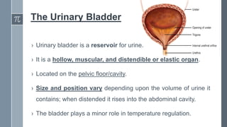 Excretory system | PDF