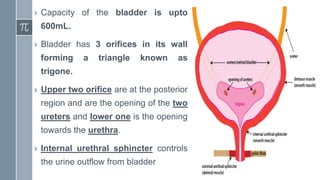 Excretory system | PDF