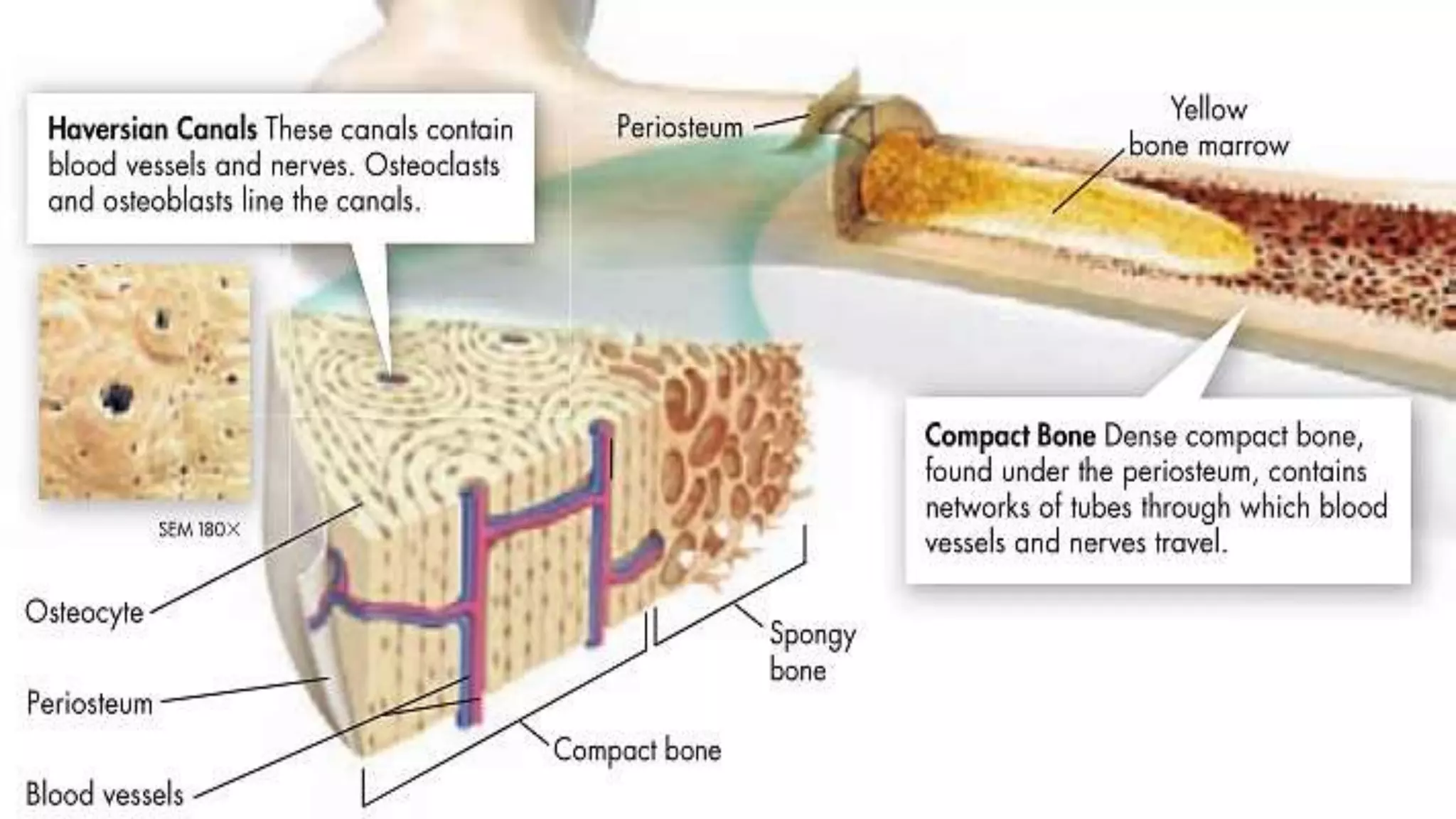 The Excretory System, Integumentary, and Musculo-Skeletal Systems | PPTX