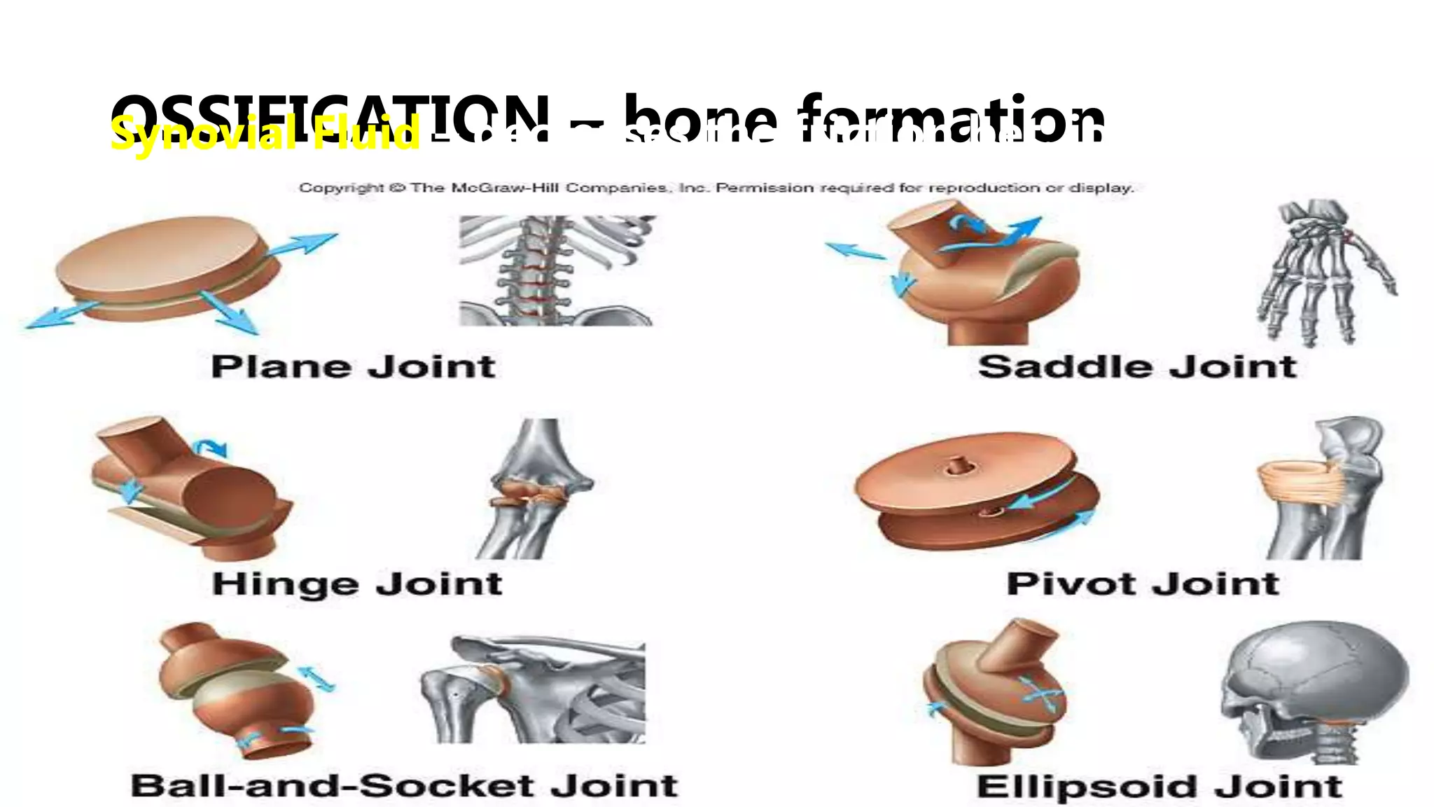 The Excretory System, Integumentary, and Musculo-Skeletal Systems ...