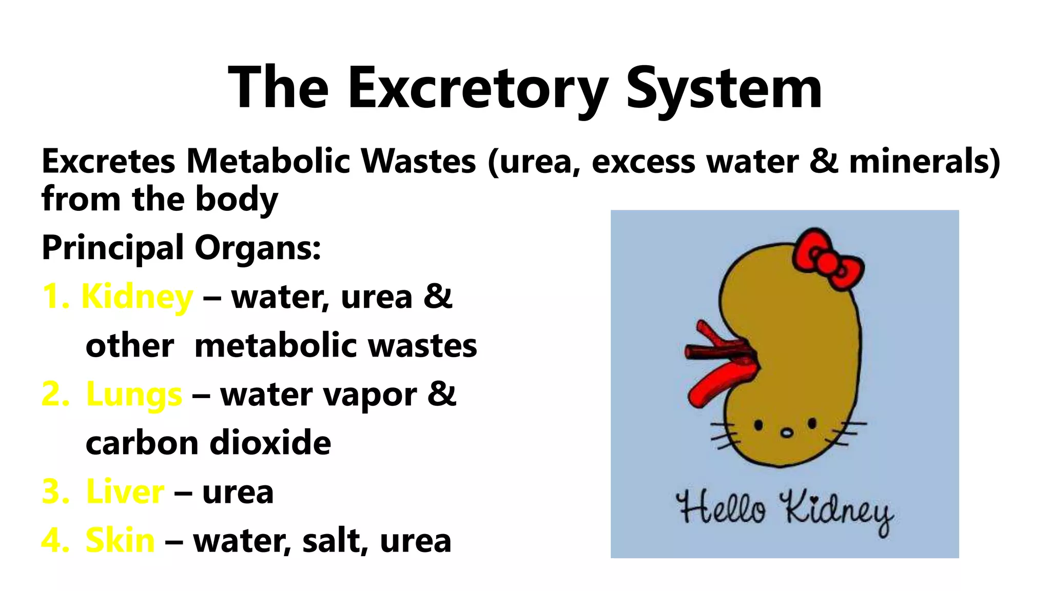 The Excretory System, Integumentary, and Musculo-Skeletal Systems ...