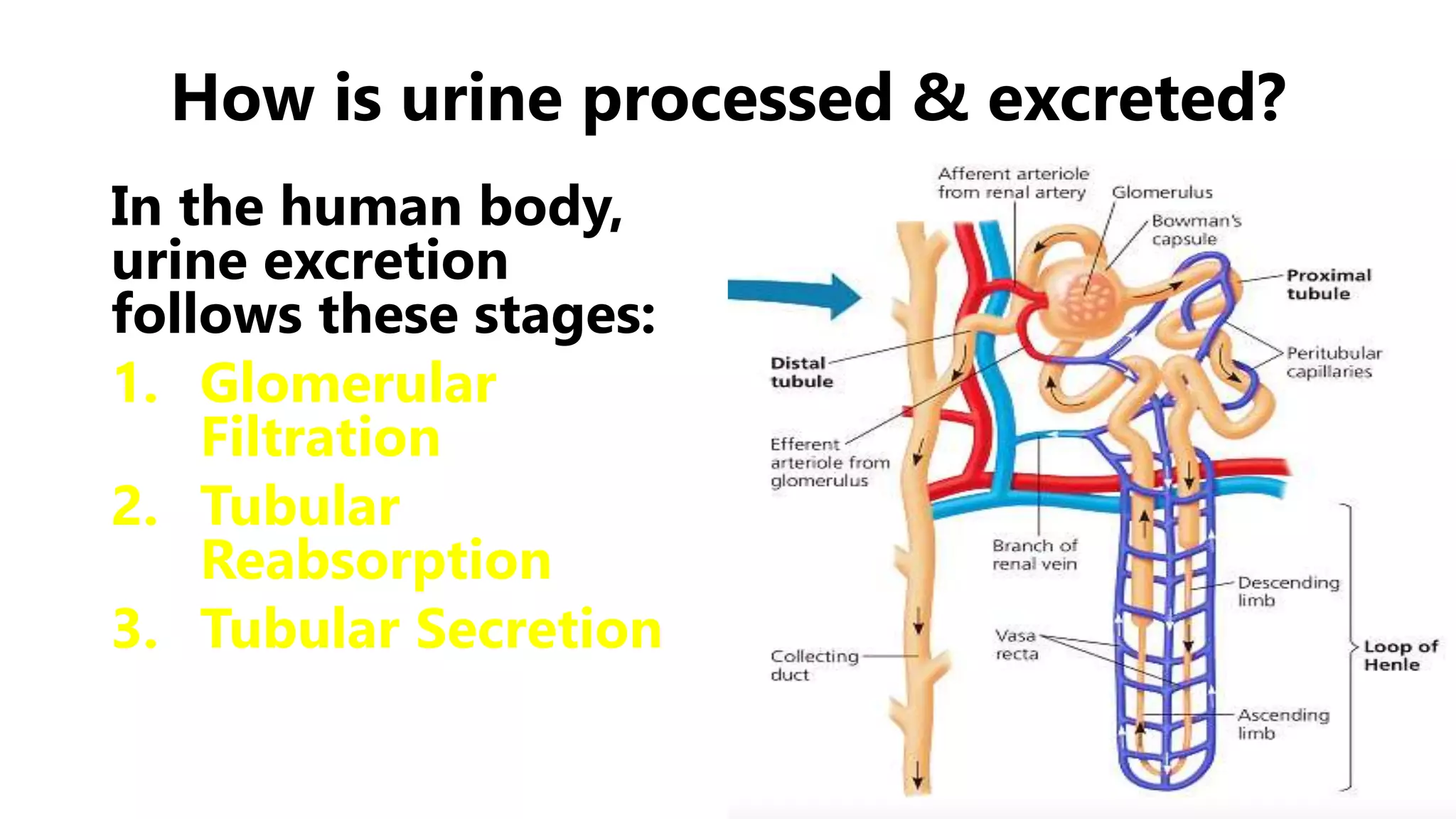 The Excretory System, Integumentary, and Musculo-Skeletal Systems | PPTX