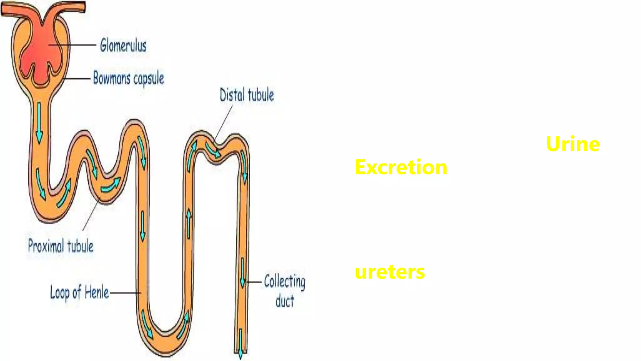 The Excretory System, Integumentary, and Musculo-Skeletal Systems | PPTX