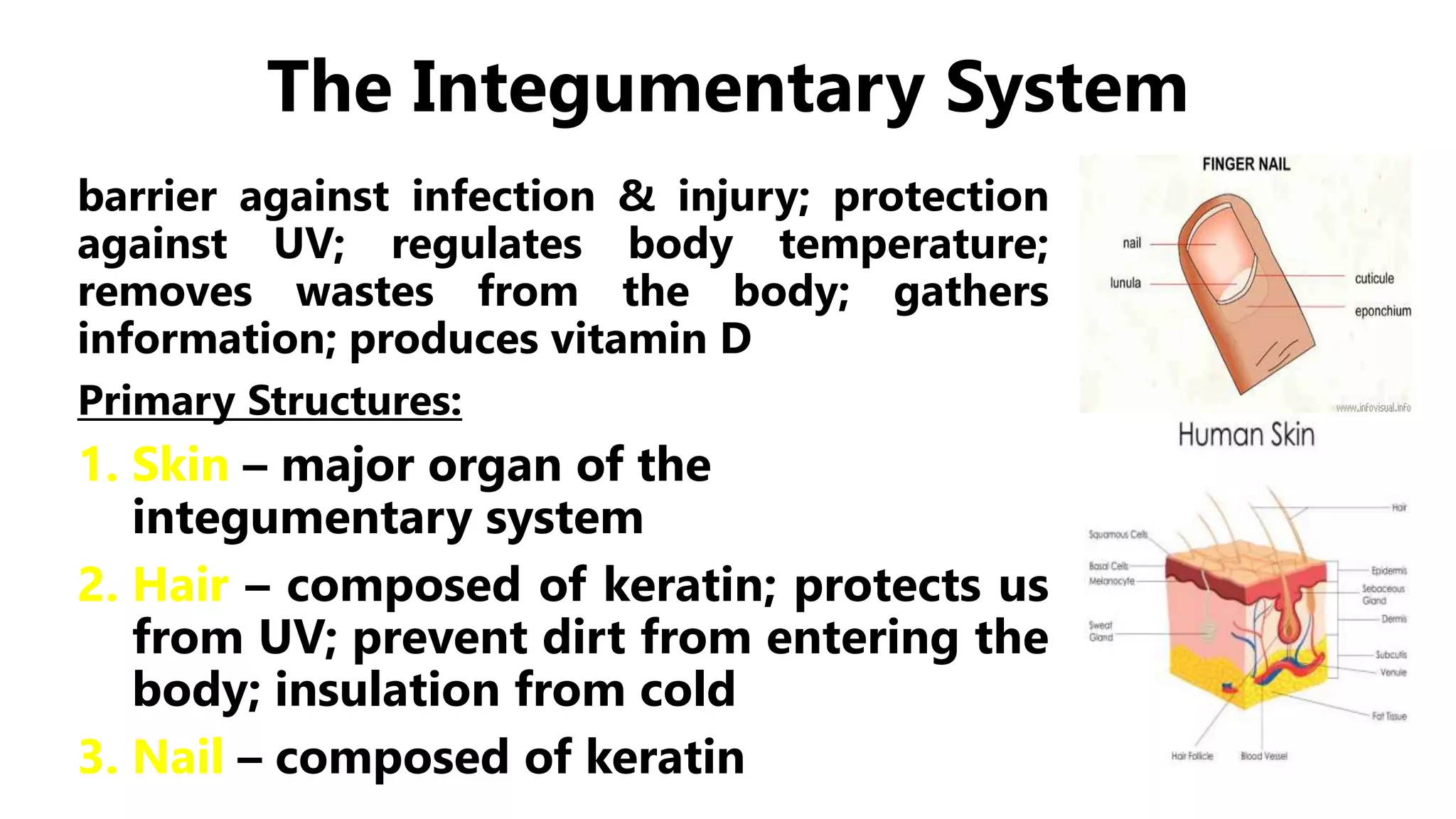 The Excretory System, Integumentary, and Musculo-Skeletal Systems | PPTX