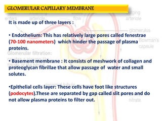 Excretory system | PPT