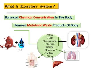 Excretory system | PPT