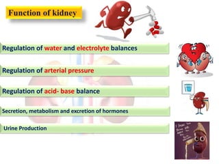 Excretory system | PPT
