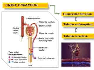 Excretory system | PPT