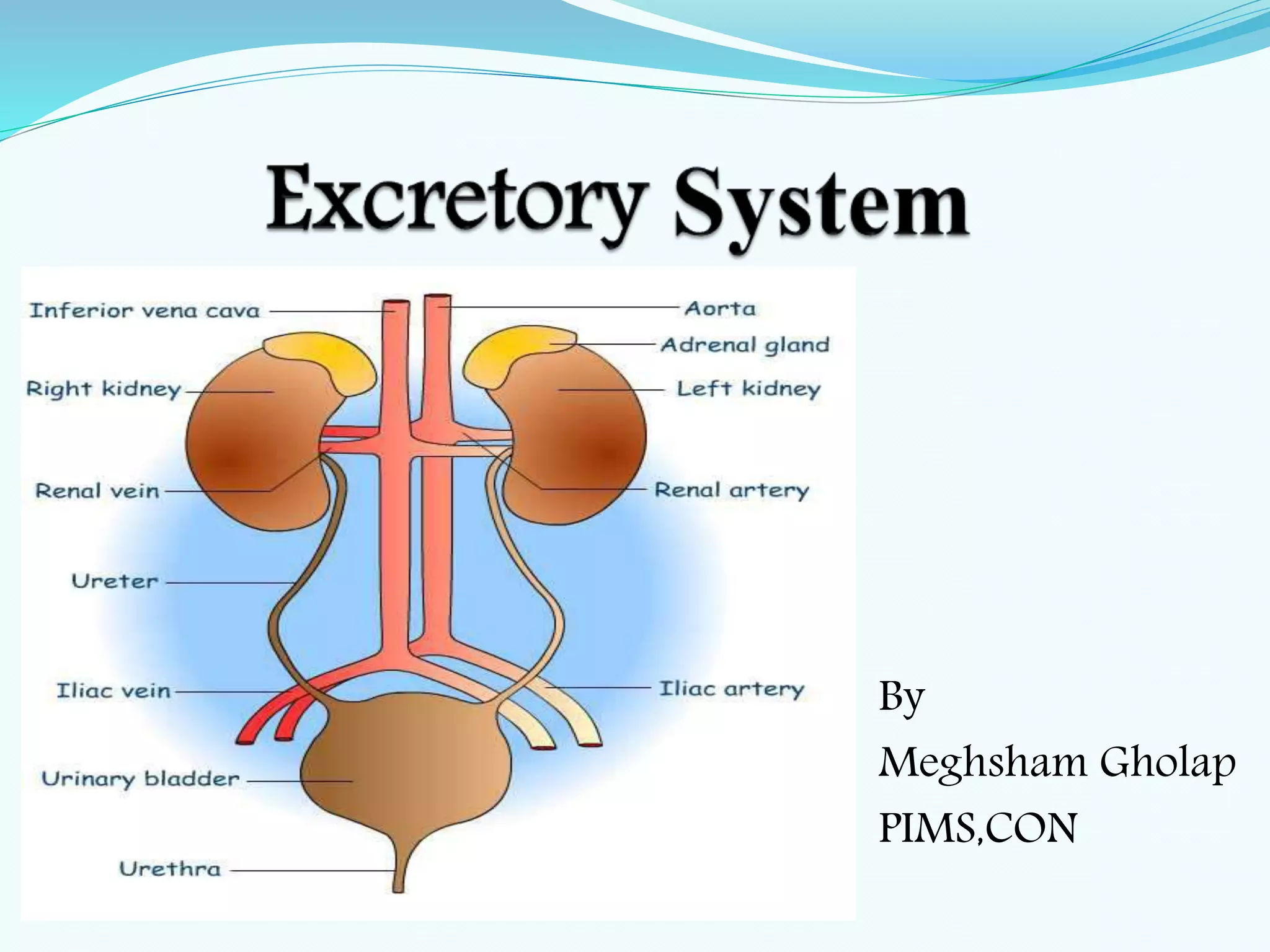 Excretory system of human body | PPTX