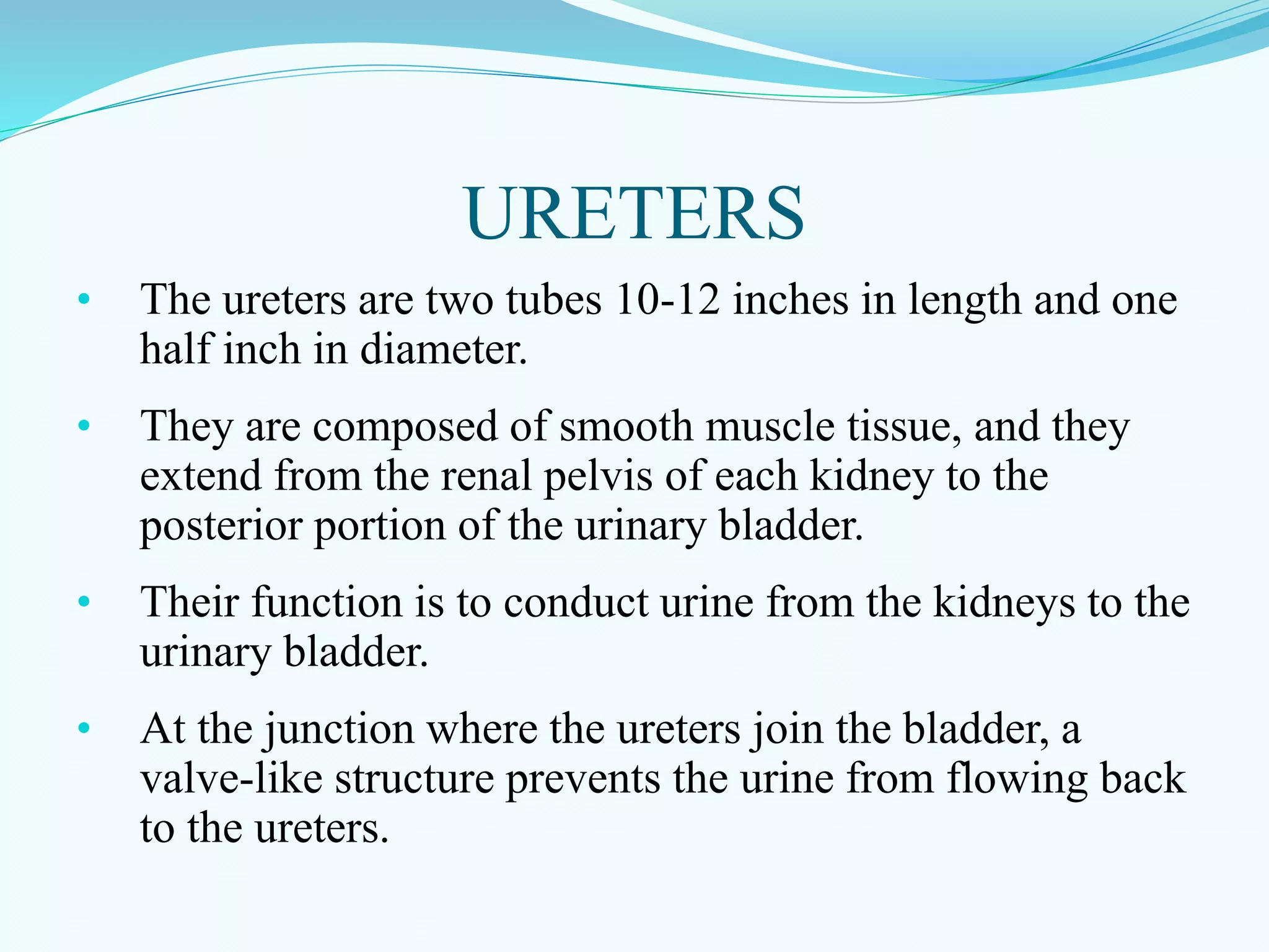 Excretory system of human body | PPTX