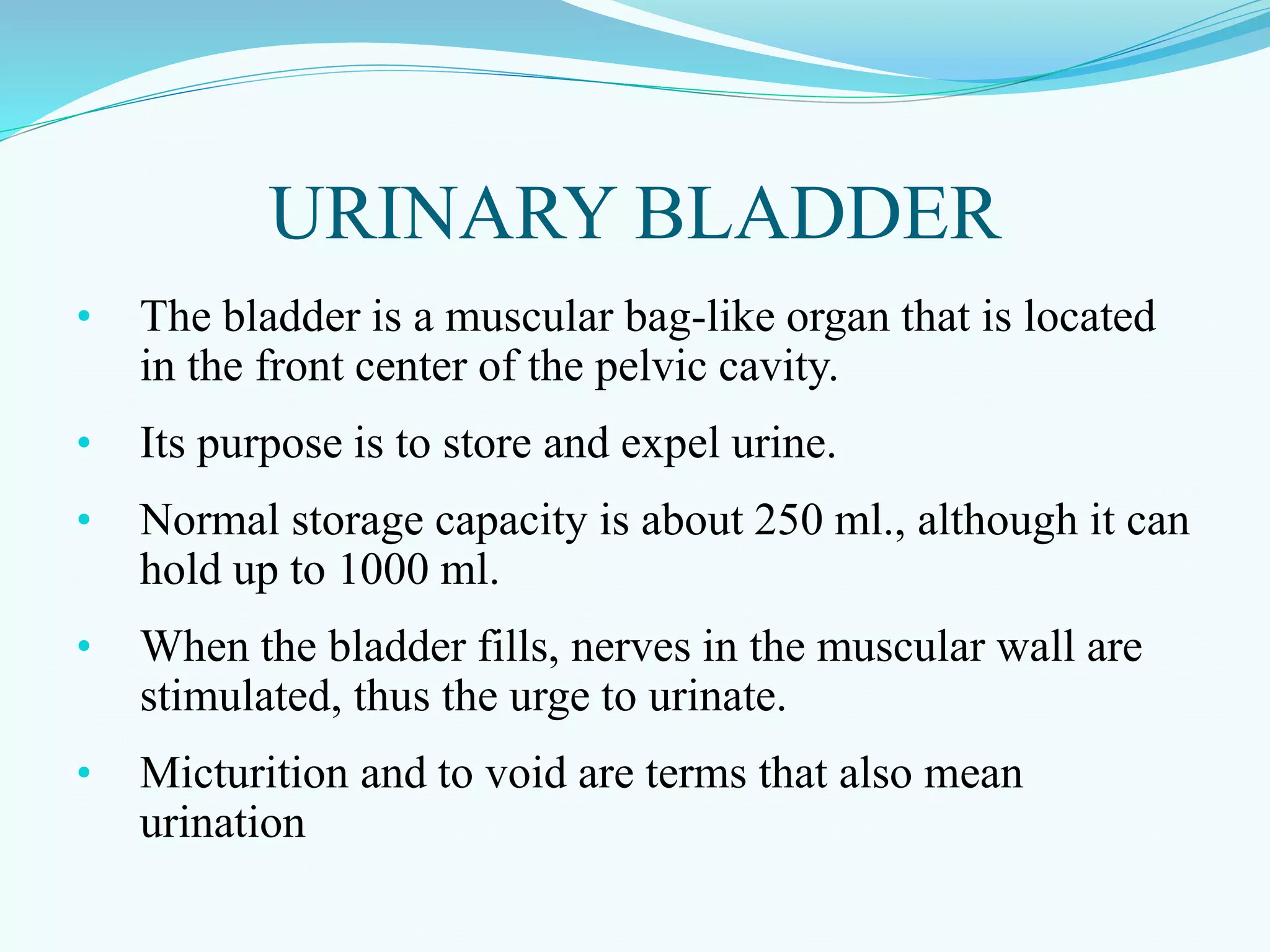 Excretory system of human body | PPTX