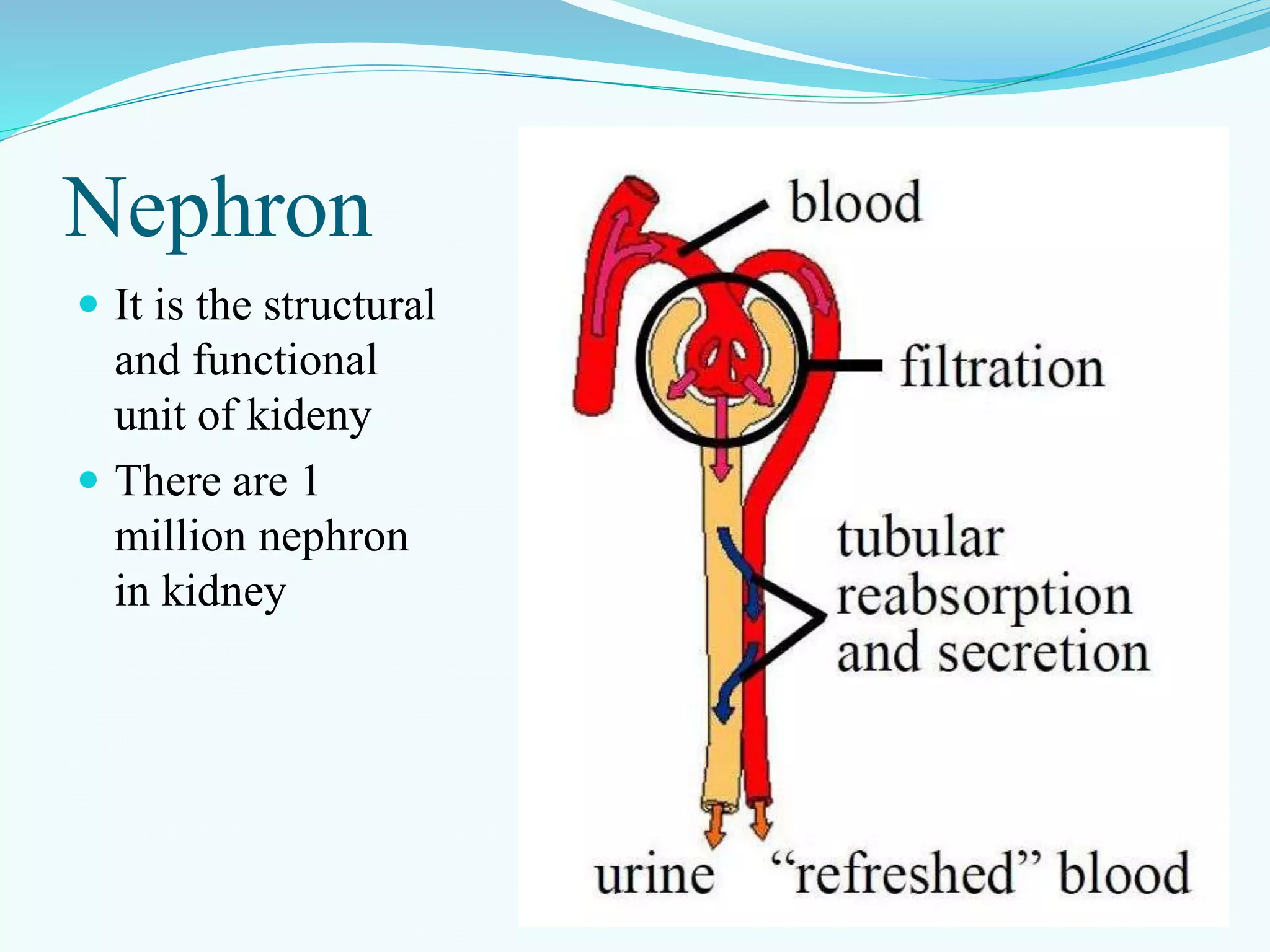 Excretory system of human body | PPTX