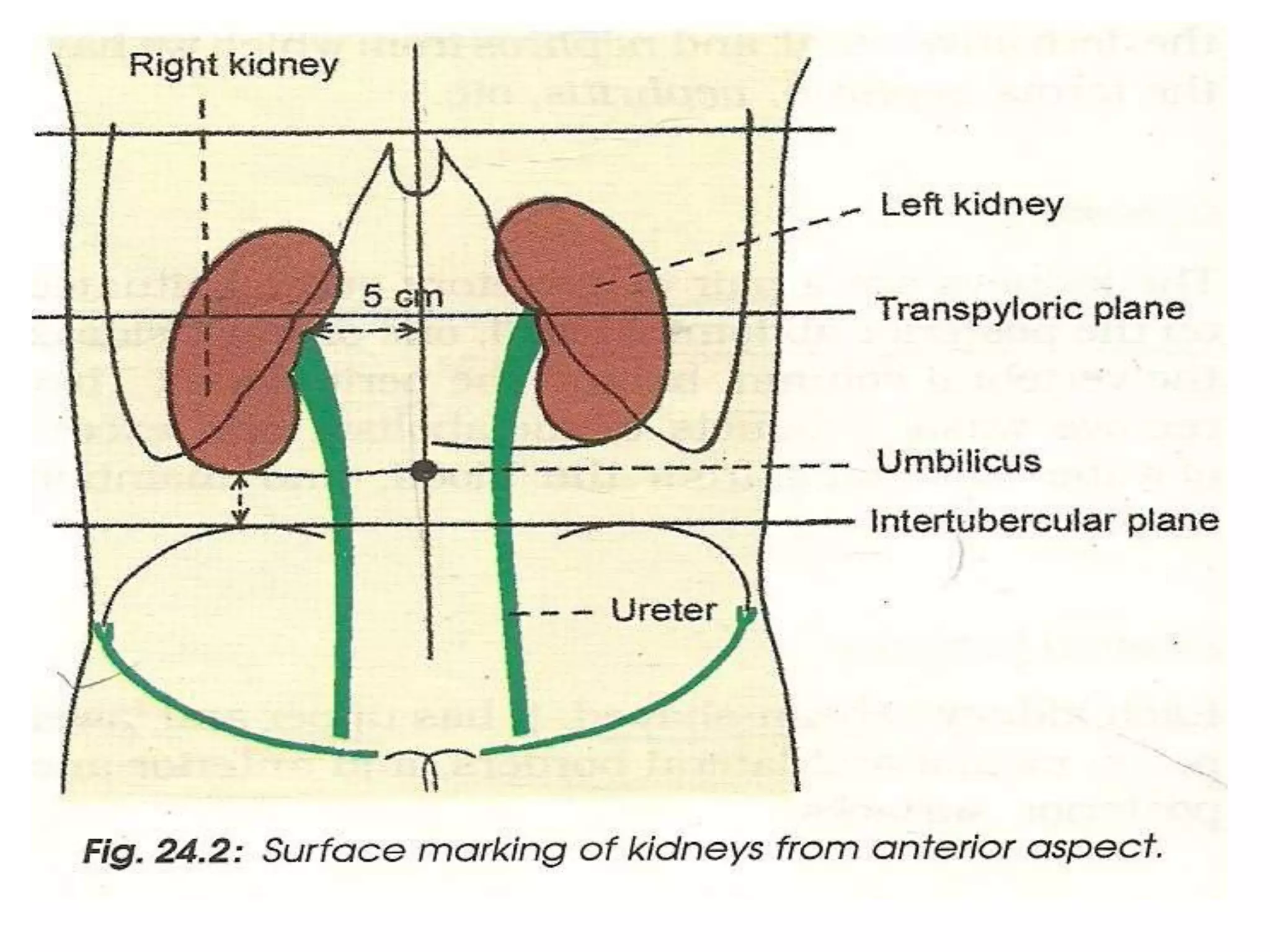 Excretory system of human body | PPTX