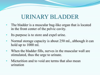 Excretory system of human body | PPTX