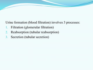 Excretory system of human body | PPTX