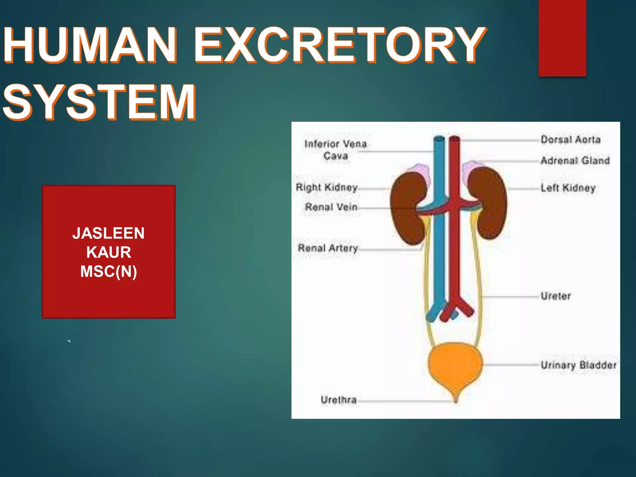Excretory system:Kidneys,ureter,urethra and urinary bladder | PPTX