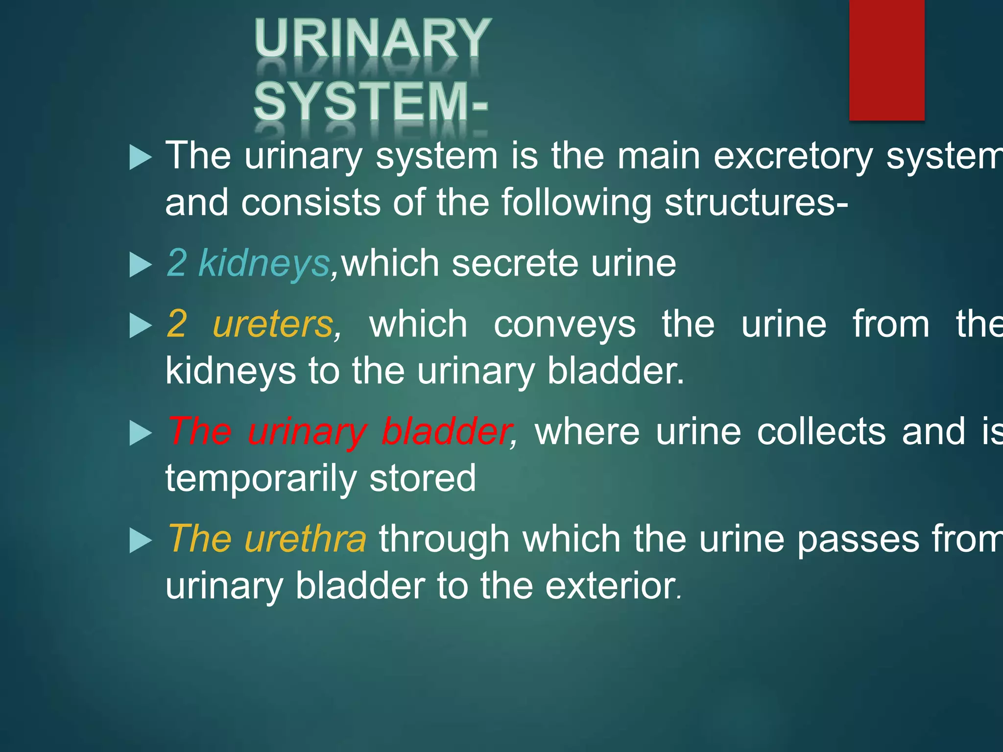 Excretory system:Kidneys,ureter,urethra and urinary bladder | PPTX