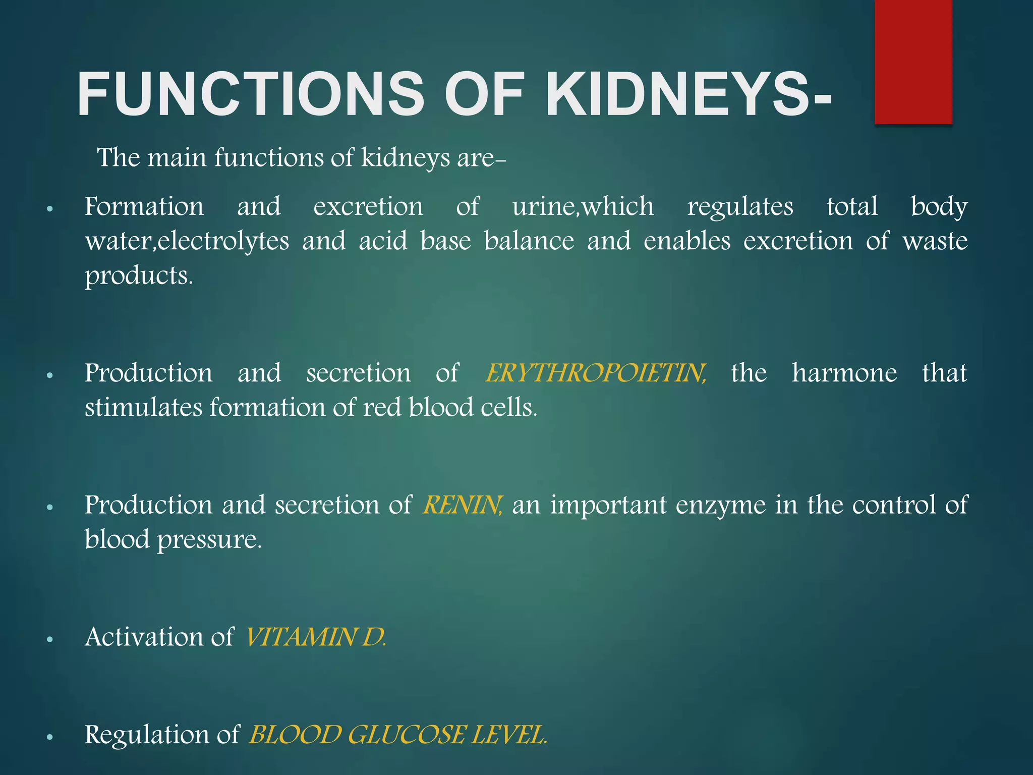 Excretory system:Kidneys,ureter,urethra and urinary bladder | PPTX