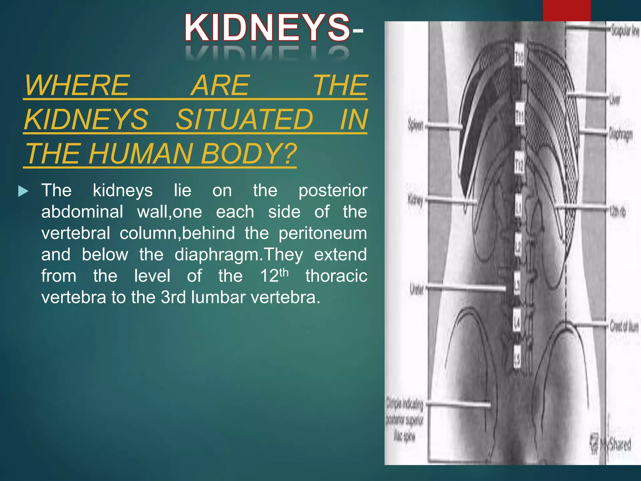 Excretory system:Kidneys,ureter,urethra and urinary bladder | PPTX