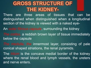 Excretory system:Kidneys,ureter,urethra and urinary bladder | PPTX