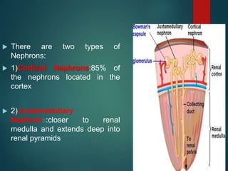 Excretory system:Kidneys,ureter,urethra and urinary bladder | PPTX