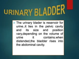 Excretory system:Kidneys,ureter,urethra and urinary bladder | PPTX