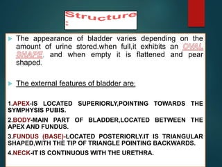 Excretory system:Kidneys,ureter,urethra and urinary bladder | PPTX