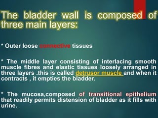 Excretory system:Kidneys,ureter,urethra and urinary bladder | PPTX