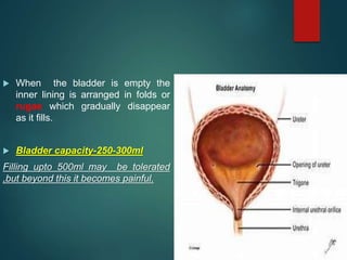 Excretory system:Kidneys,ureter,urethra and urinary bladder | PPTX