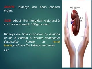 Excretory system:Kidneys,ureter,urethra and urinary bladder | PPTX