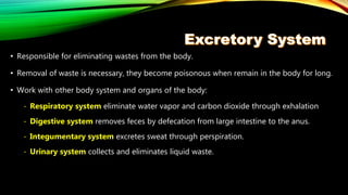 Excretory system | PPT