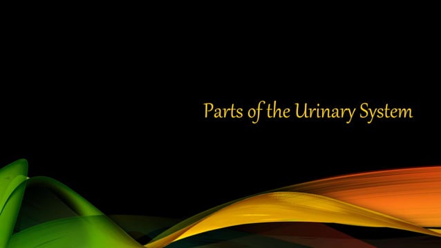 Excretory system | PPT