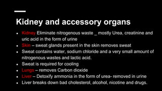 Excretory system | PPTX