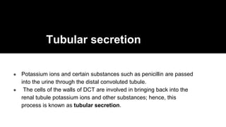 Excretory system | PPTX