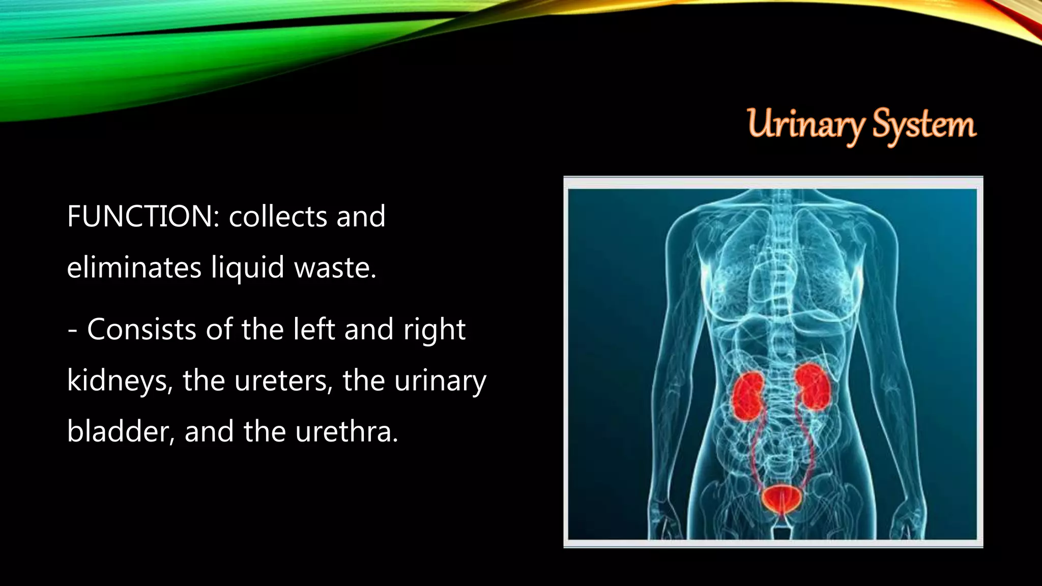 Excretory system | PPTX