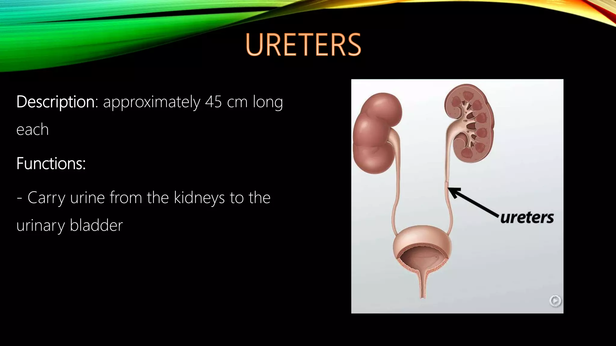 Excretory system | PPTX