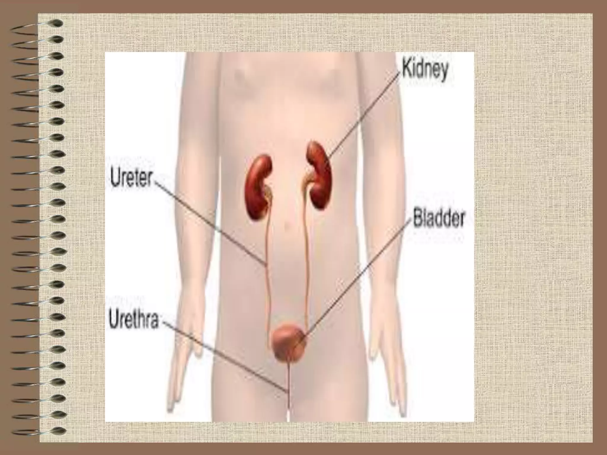 Excretory system | PPTX