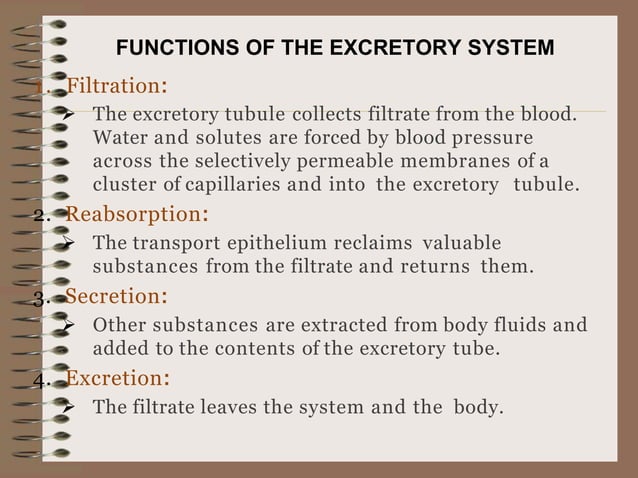 Excretory system | PPT
