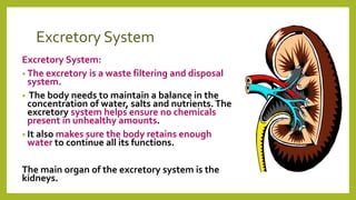 Excretory system | PPTX
