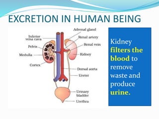 Excretory system | PPTX