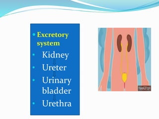 Excretory system | PPTX