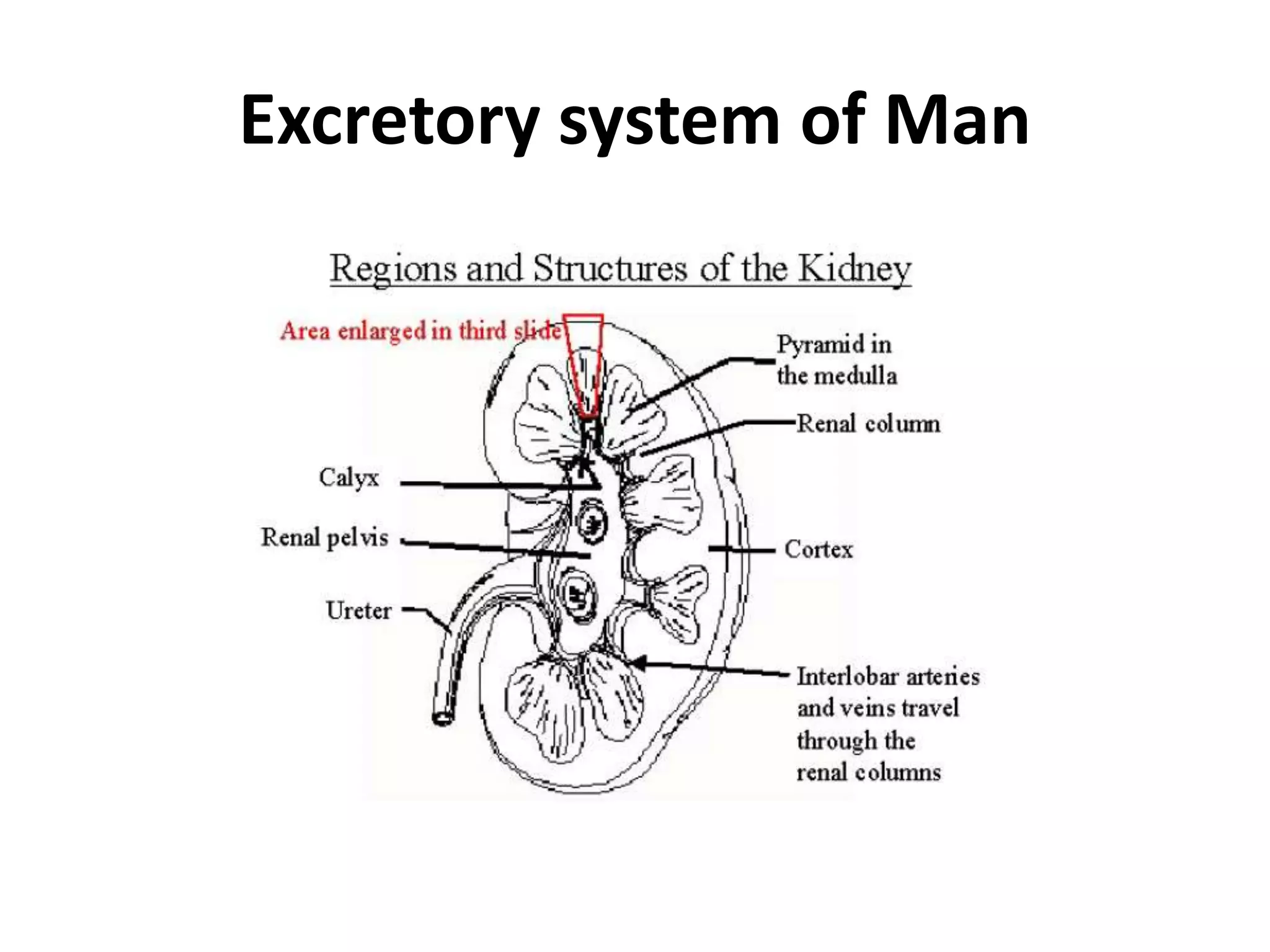 Excretory system | PPTX