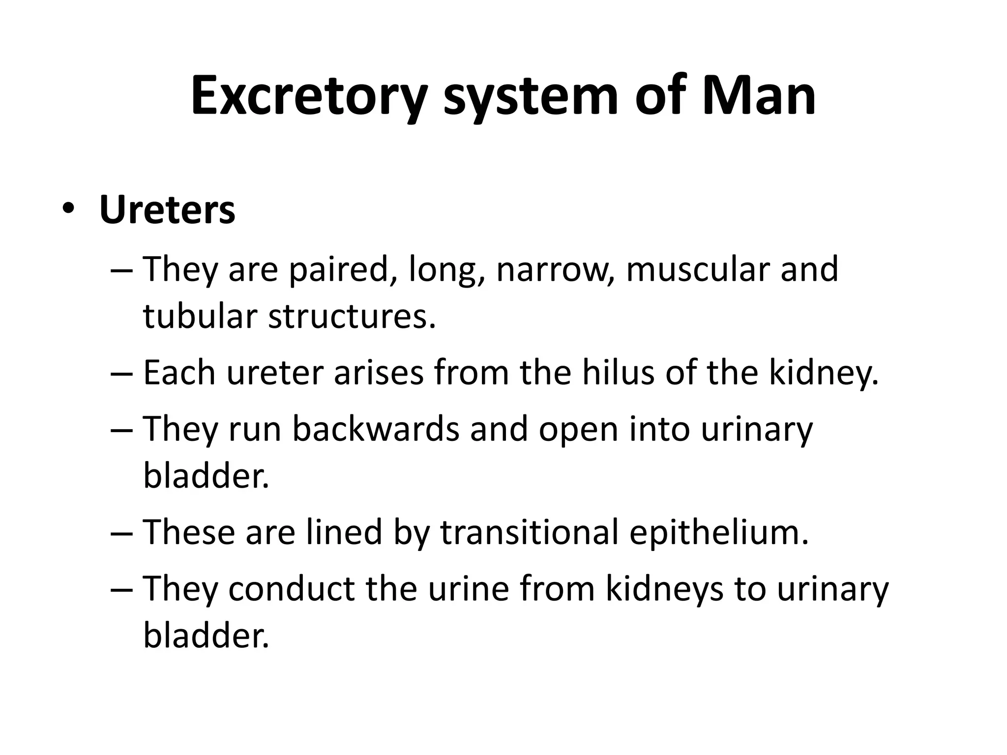 Excretory system | PPTX