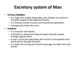 Excretory system | PPTX