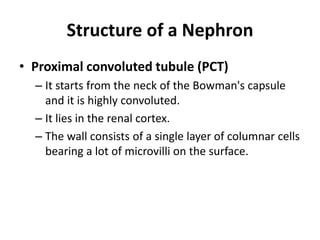 Excretory system | PPTX