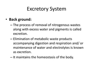 Excretory system | PPTX