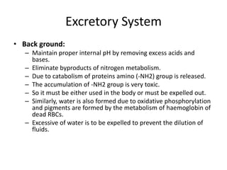Excretory system | PPTX