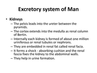 Excretory System Facts