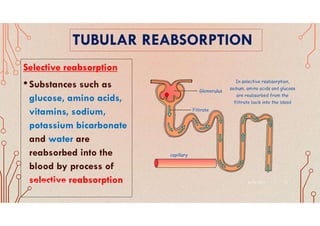 Excretory system | PDF