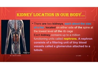Excretory system | PDF